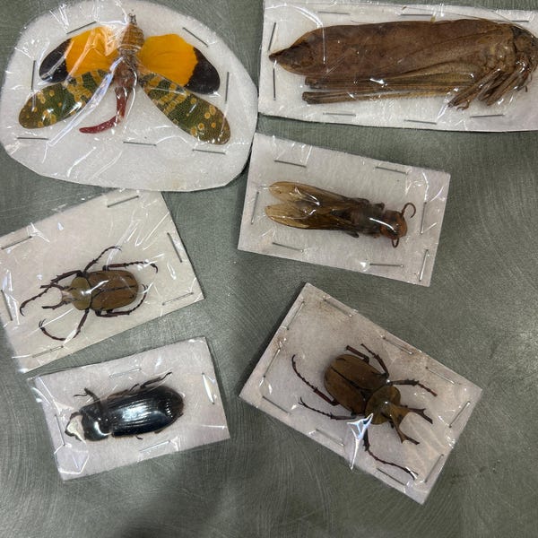 15 Real Assorted Beetles Bees Cicada Scorpion Butterfly - Preserved ...