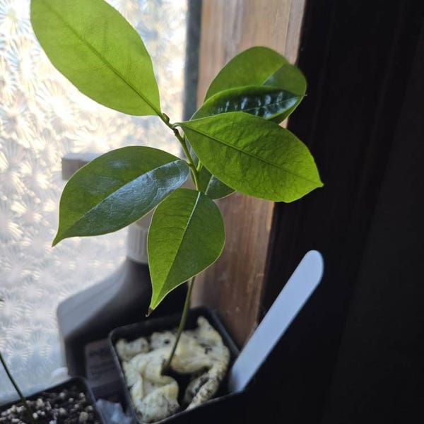 Fresh Royal Star PAPAYA SEEDS Organic Tropical Fruit Tree Florida Grown ...
