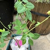 Misaki 美咲 Japanese Rose. Cut Rose. Continue Blooming. Big Flower ...