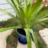 Bromeliad Neoregelia 'supernova' - Etsy