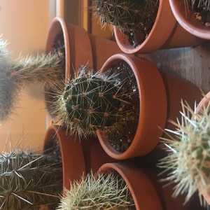Mini Joshua Tree Succulent 4 Pot Thick and Full Sedum - Etsy
