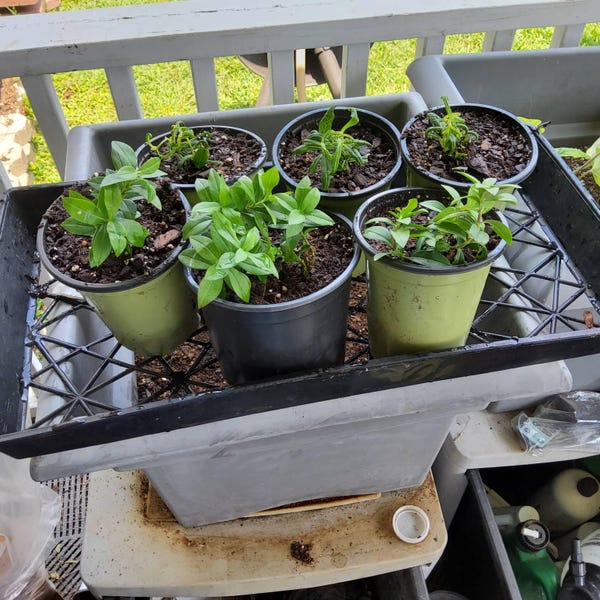 5 Mixed Coreopsis Starter Perennials. Loves Sun. Super Easy to Grow ...