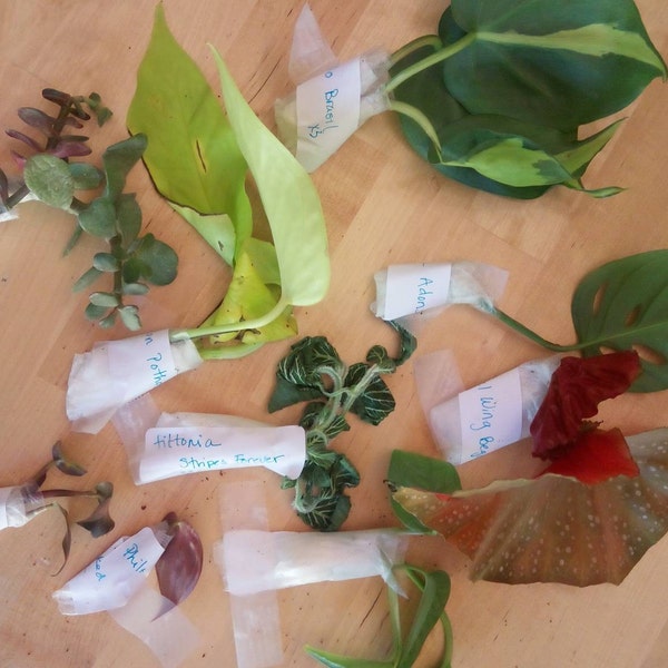Plant Clippings Choose Your Clipping Individually Wrapped and Labeled ...