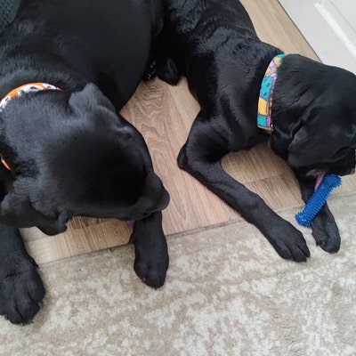 ACU Digital Camo Dog Collar by Swanky Pet - Etsy