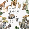 Cute Safari Animals Watercolor Clipart PNG Bundle Jungle Safari Baby ...