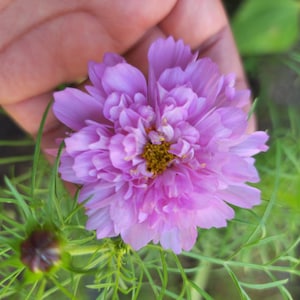 50 Double Dutch Rose Cosmos Flower Seeds - Etsy