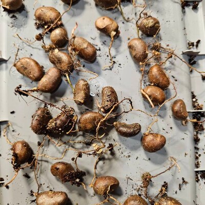 Marang Seeds Terap Artocarpus Odoratissimus Tropical Fruit Tree Seeds ...