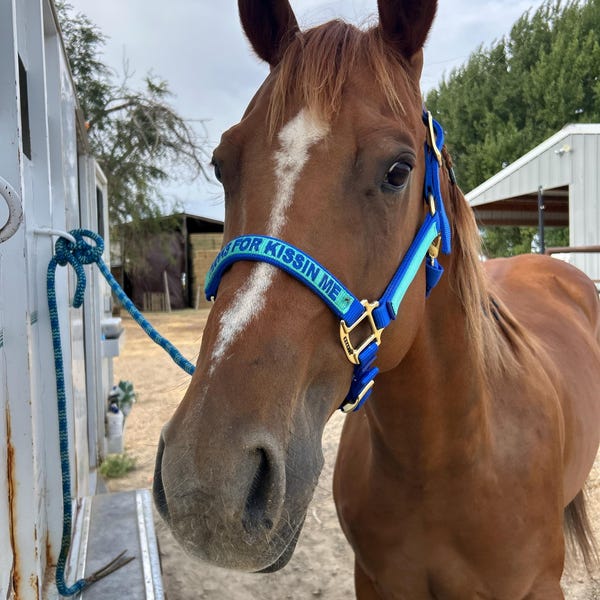 Personalized Nylon Sheep Halter - Etsy