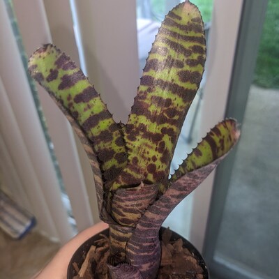 Aechmea Chantinii Samurai - Etsy