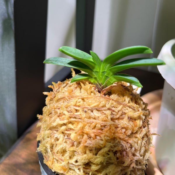 Neofinetia Falcata Juyeong 朱影/orchid/vanda/fragrant/miniature - Etsy