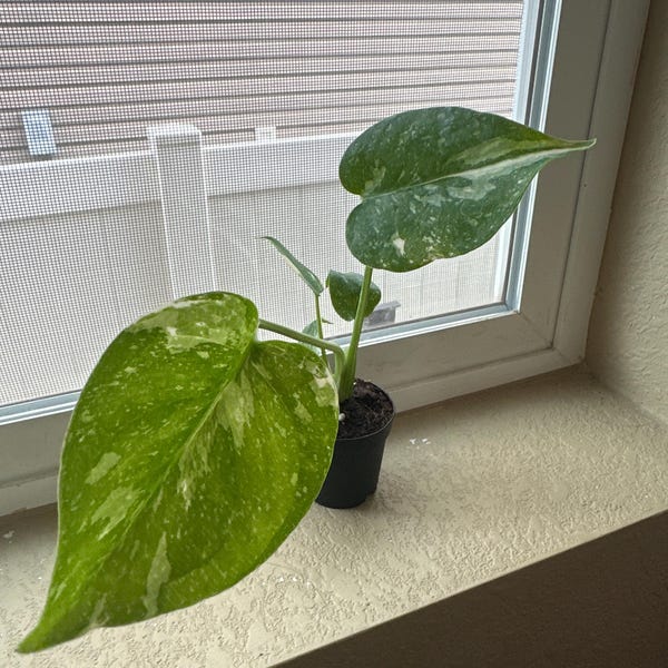 4" African Violet “cabbage Patch” - Etsy