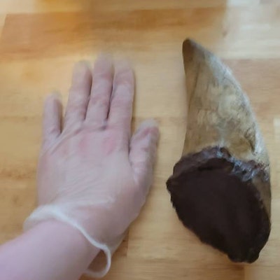 Archaeopteryx in Matrix the berlin Specimen - Etsy