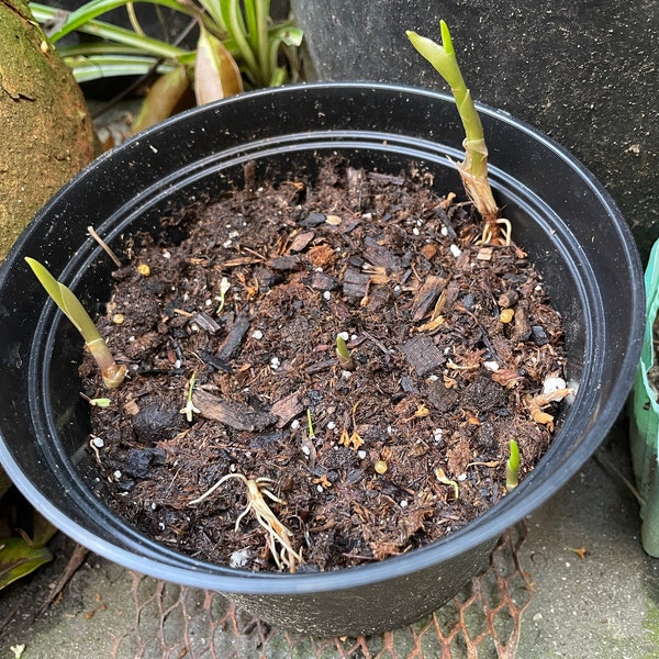 6 Red Spruce Tree Seedlings From Maine - Etsy