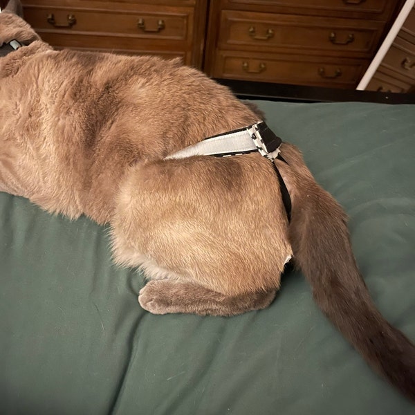 Cat Belly Band: Special Needs, Incontinence, Spraying, Marking ...