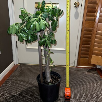 30 Crassula Ovata Large Jade Plant Tree Rooted Ready to Pot & Grow - Etsy