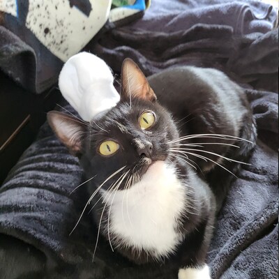 Chef Hat for Cats - Etsy