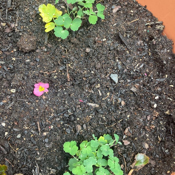 2 Live Cardinal Columbine Perennial Plants. Aquilegia. Super Healthy ...