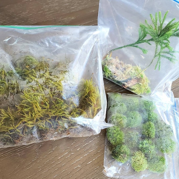 Princess Pine Tree Clubmoss Plants for Fairy Garden, Terrarium, Garden ...