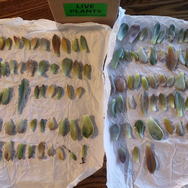 Succulent Leaf Starters | Propagation - Etsy