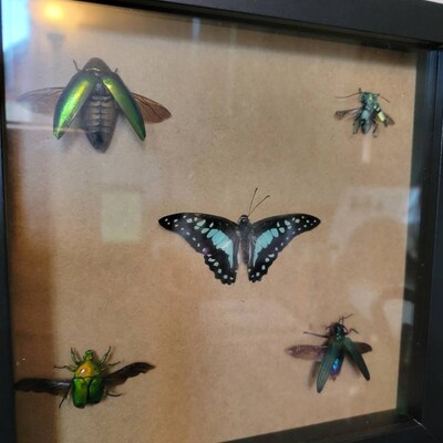 Beetle Mounting Kit for Beginners, With Real Beetles and Tools - Etsy