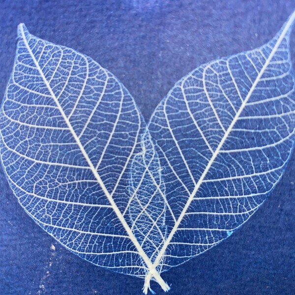 Natural Skeleton Leaves - Etsy