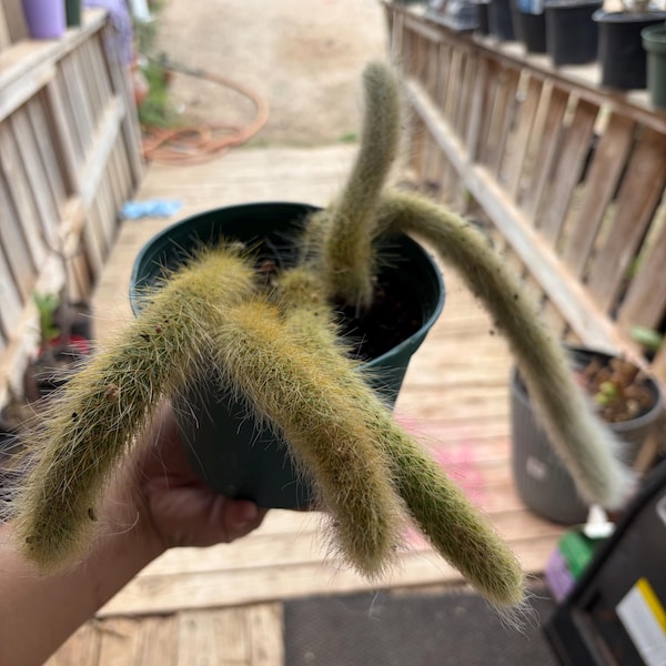 6" Monkey Tail Cactus | Hildewintera Hanging Pot Long and Hairy Tails ...