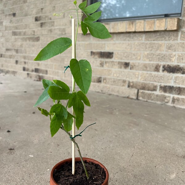Athens Blue Princess Glory Bush Plant~~tibouchina Urvilleana~small ...