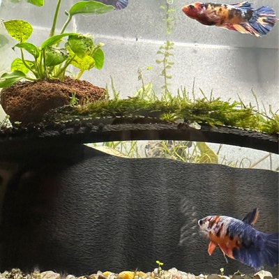 Aquarium Naval Floating Mine - Etsy