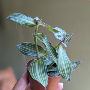 Callisia Elegens callisia Gentlei Striped Inch Plant - Etsy