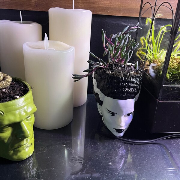 String of Little Pickles, Othonna Capensis ‘ruby Necklace’ in 2 Inches ...