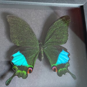 Stunning Diamond Morpho Collection Real Framed Blue Morpho - Etsy