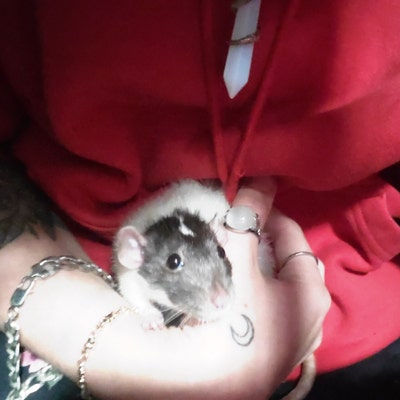Plastic C-clip for Hanging Rings to Create Rat Toys and Accessories ...