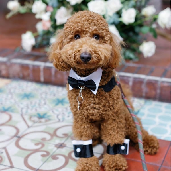 Dog Cuffs, Custom Dog Tuxedo Cuffs for Wedding, Dog Wedding Accessory ...