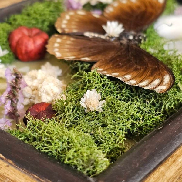 The GIANT Centipede scolopendra Subspinipes Framed & Mounted Arachnid ...