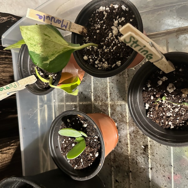 Mystery Plant Cutting Box, Mystery Cuttings, Mystery House Plants ...