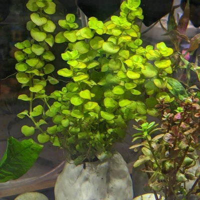 BUY 2 GET 1 FREE Golden Lloydiella-golden Creeping Jenny lysimachia ...