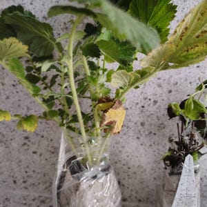 CLEMATIS 'EDDA'. Plant. Perennial. - Etsy