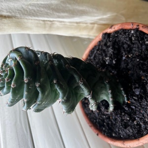 Spiral Cactus Cereus Forbesii 'spiralis' Twisted Rare Succulent Tornado ...
