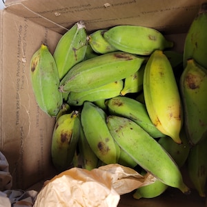 Bananas assorted Fresh Tropical Fruit IN SEASON - Etsy