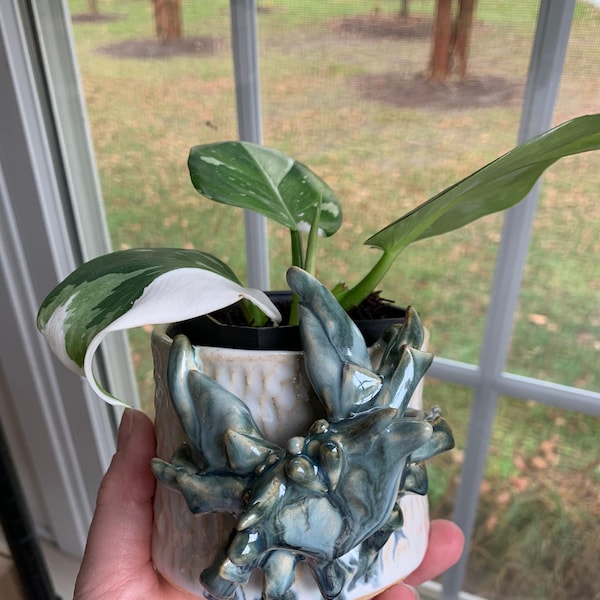 Ceramic Planter Succulent Cacti Stoneware Pottery Sealife Crustacean ...