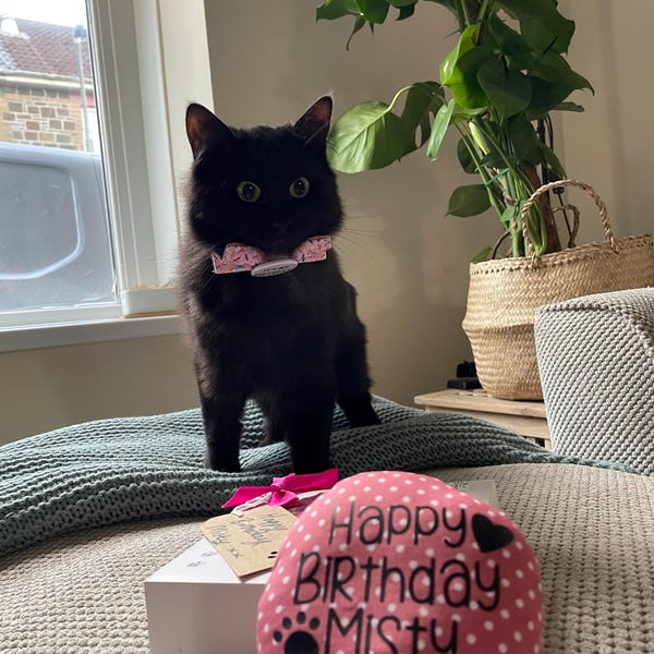 Personalised Catnip Fabric Birthday Balloon, Gotcha Day Gift, Cat ...
