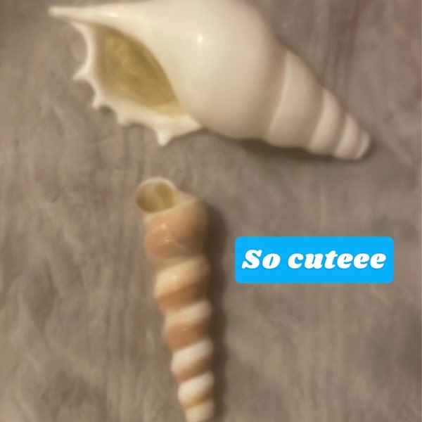 The Rockfish by Shellpipe free Pipes With Every Order Shell Pipe ...