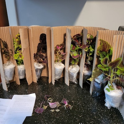 Stackable 3-tier Planters 3 Levels/9 Pots, Small Live Plants ...