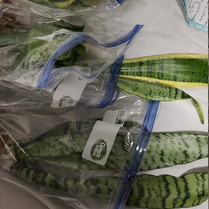 Dwarf Moses in the Cradle/ Boat Lily/ Oyster Plant - Etsy