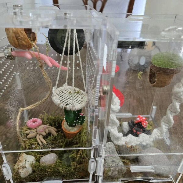 Mystery Jumping Spider Pack |articulated | Flexible | Cinderwing | PLA+ ...
