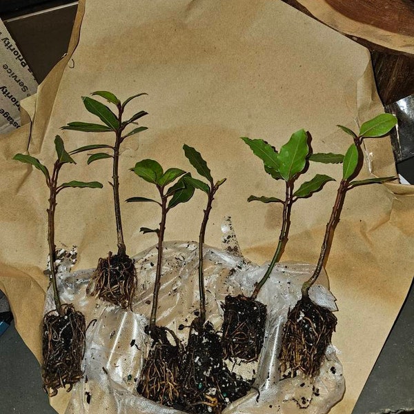 Cacao Tree Starter Plant – Live Tropical Fruit Tree (theobroma Cacao ...