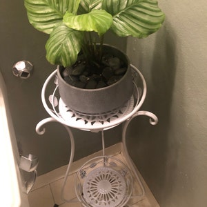 50 Seeds Blue Raspberry Bush SWEET EDIBLE Berry Fruits - Etsy