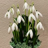Snowdrops From сold Porcelain, Real Touch Spring Flowers for Home ...