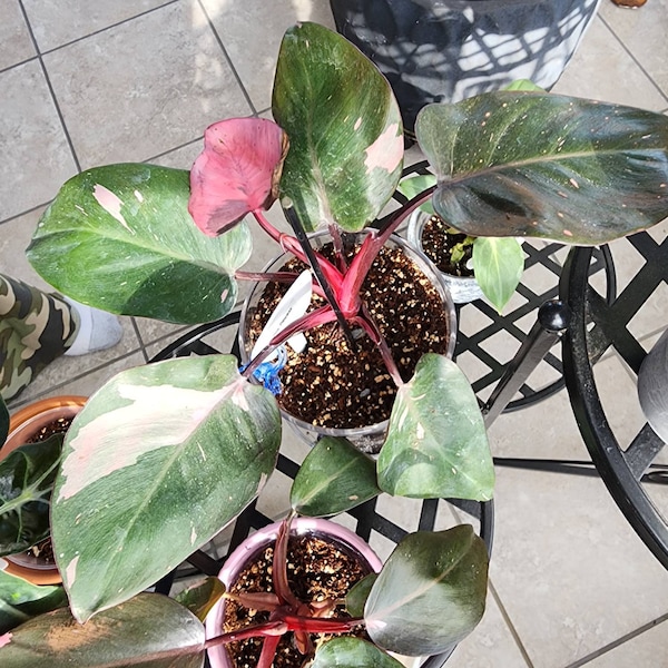 Alocasia Pink Princess Starter Plant ALL STARTER PLANTS Require You to ...