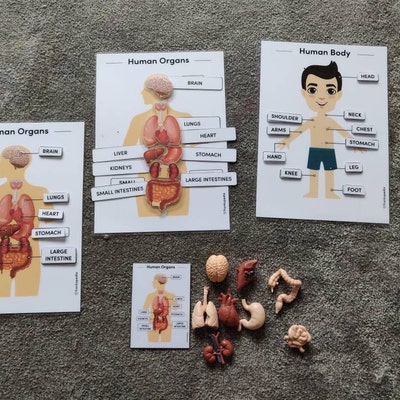 Body Parts Cards Montessori Materials Homeschool Body Part Real ...